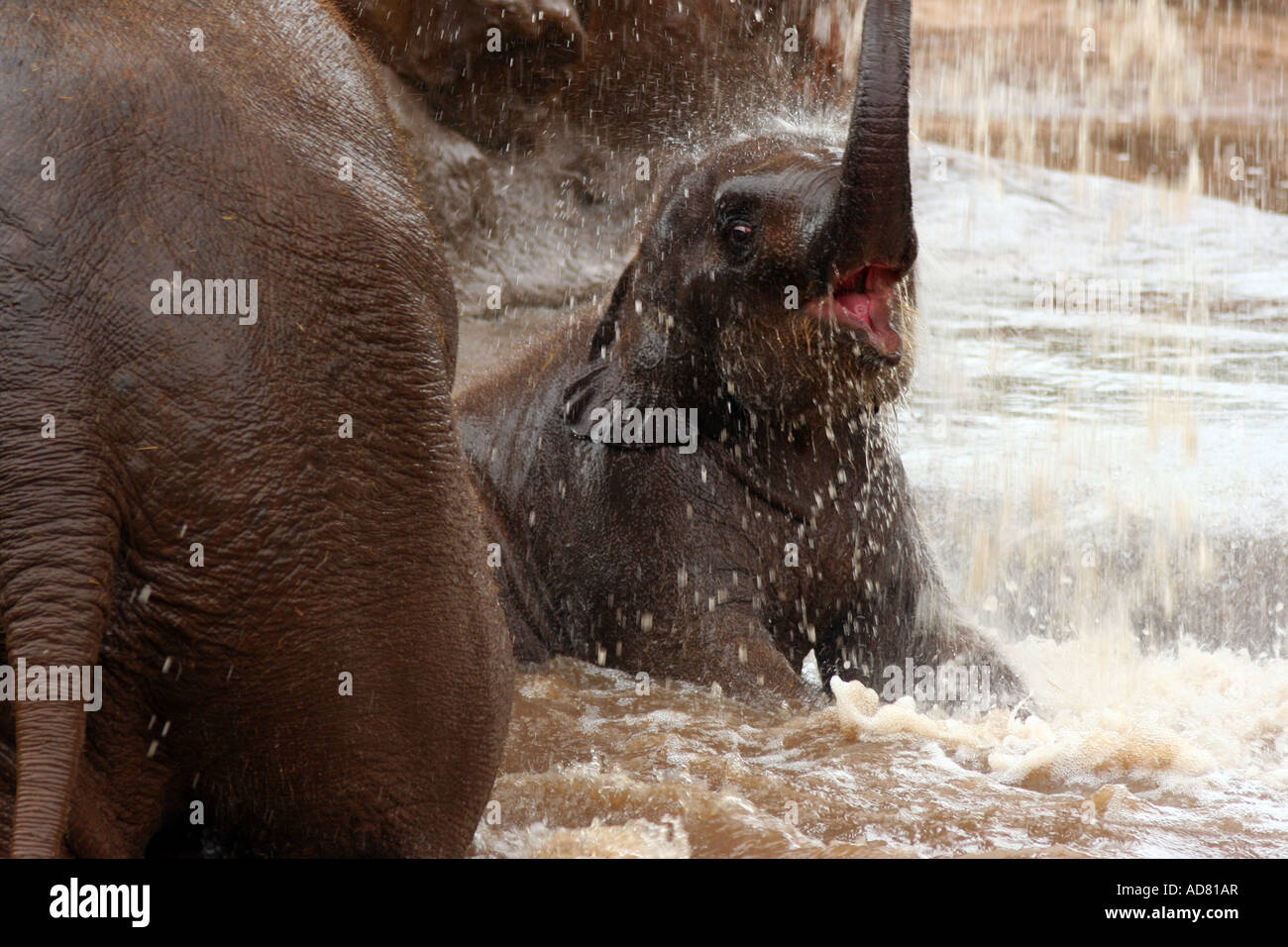 Asian Elephant playing in water Stock Photo - Alamy