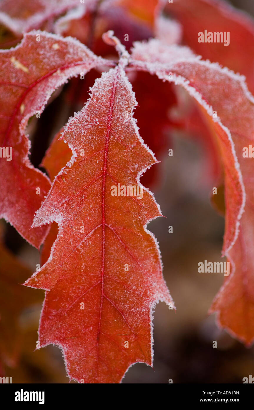 Northern red oak (Quercus rubra) Frosted autumn leaves, Greater Sudbury ...