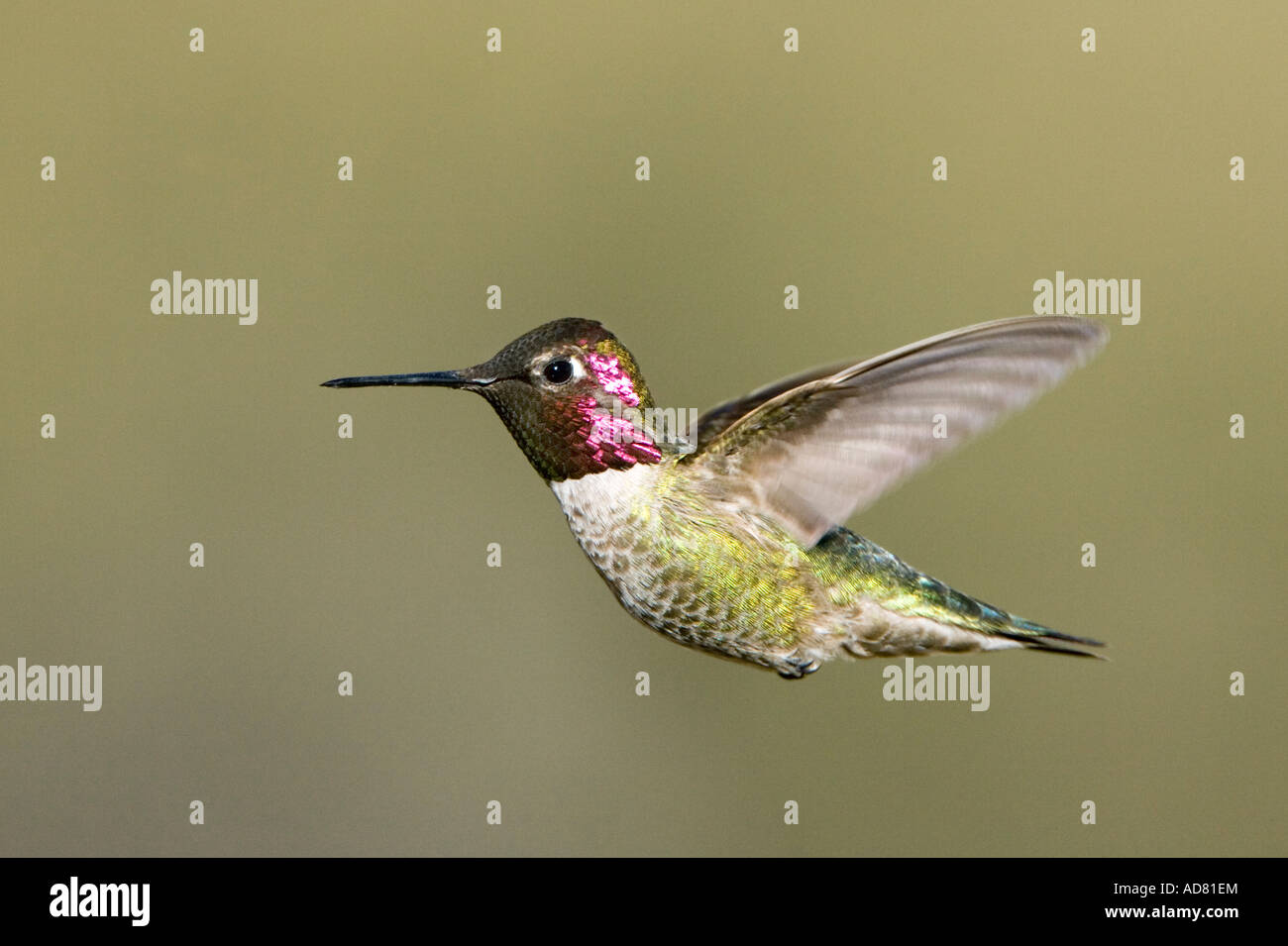 Anna's Hummingbird Calypte anna Sonoita Santa Cruz County ARIZONA ...
