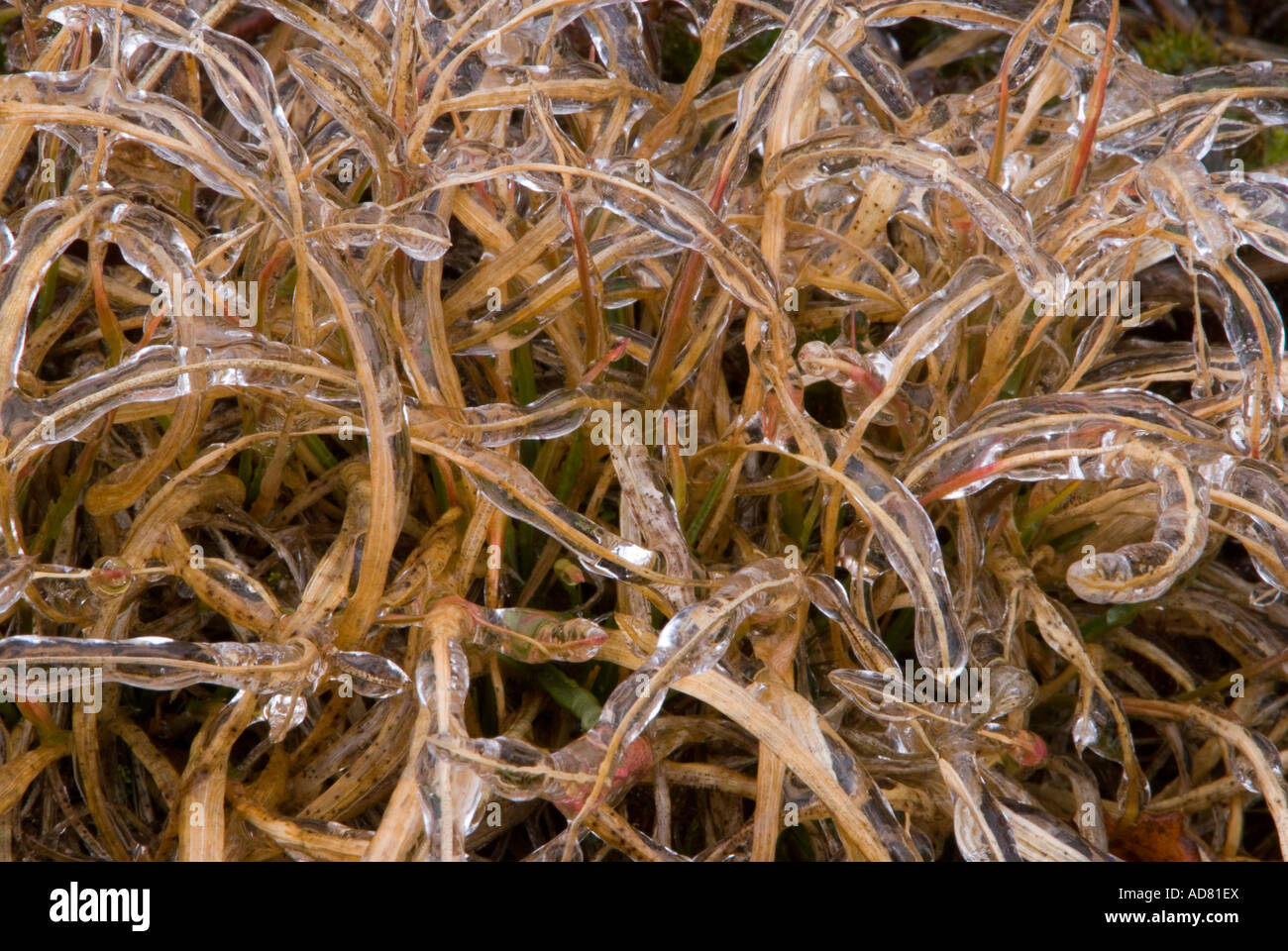 Dead grass blades coated with freezing rain and ice, Greater Sudbury ...