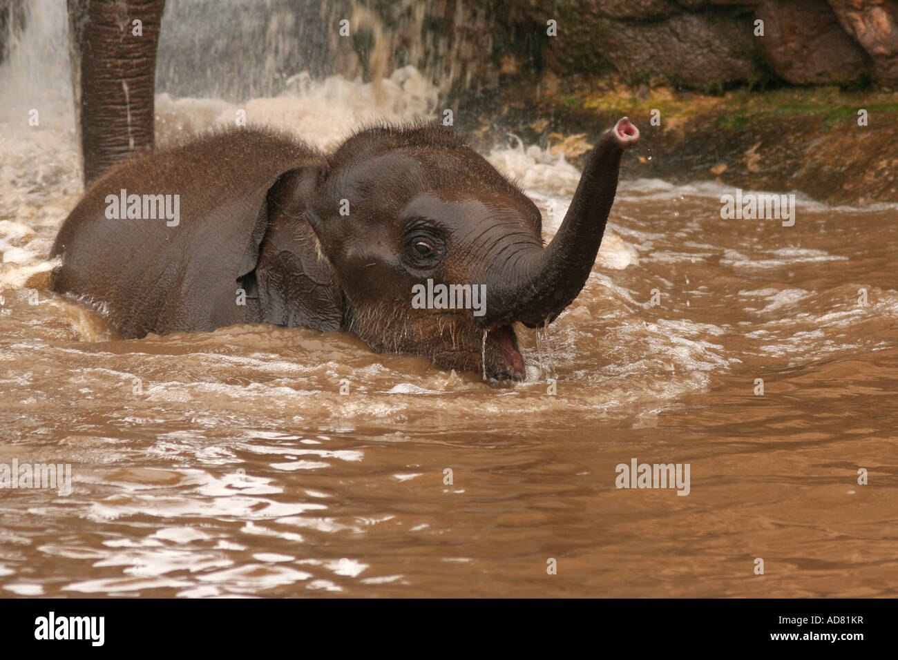 Asian Elephant playing in water Stock Photo - Alamy