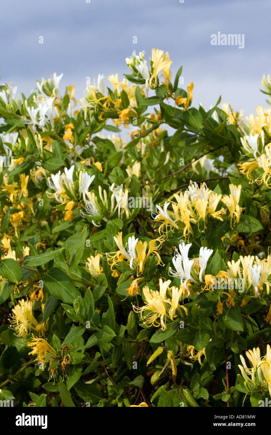 Lonicera japonica vine hi-res stock photography and images - Alamy