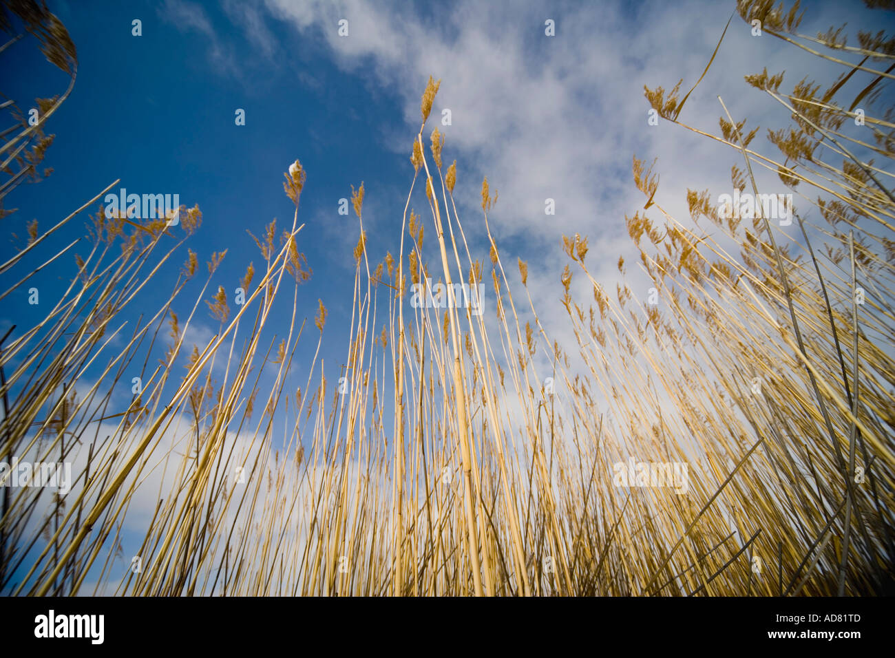 Low angle of wheat field Stock Photo - Alamy