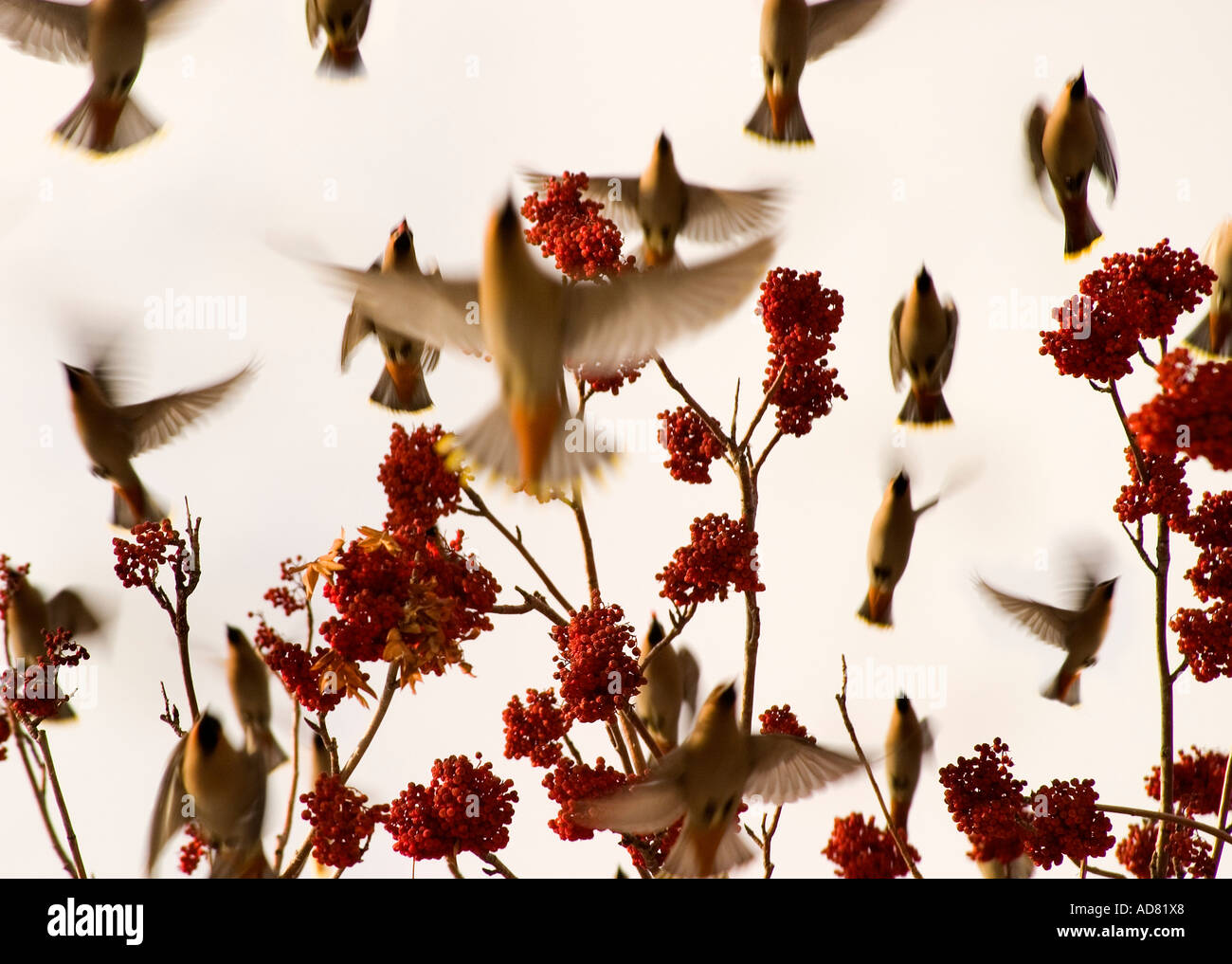 Cluster of birds hi-res stock photography and images - Alamy