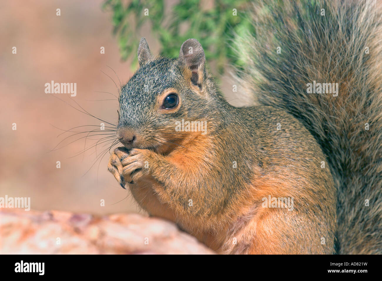 Apache Fox Squirrel Sciurus nayaritensis chiricahuae Portal Chiricahua ...