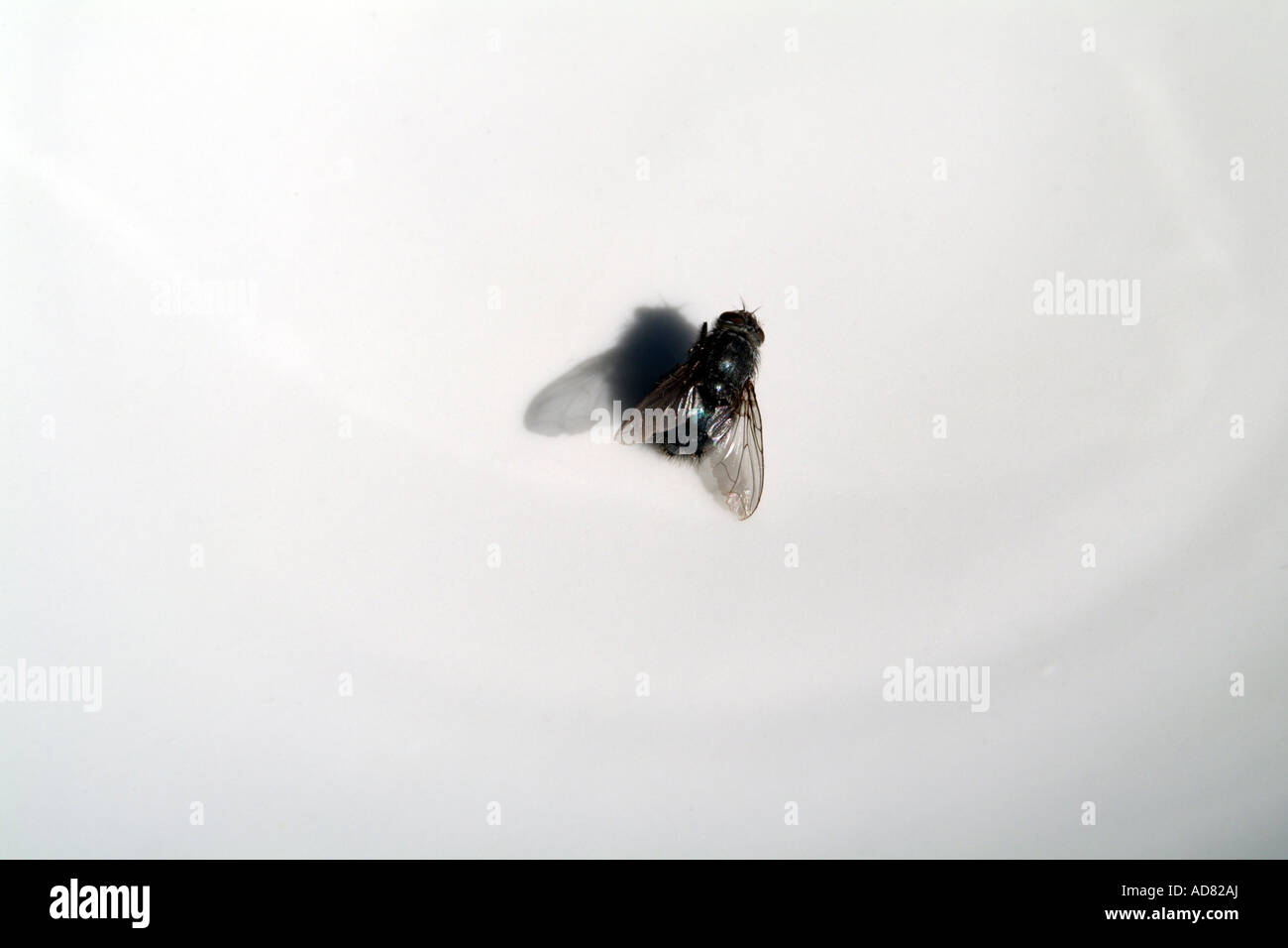 Plate flies hi-res stock photography and images - Alamy