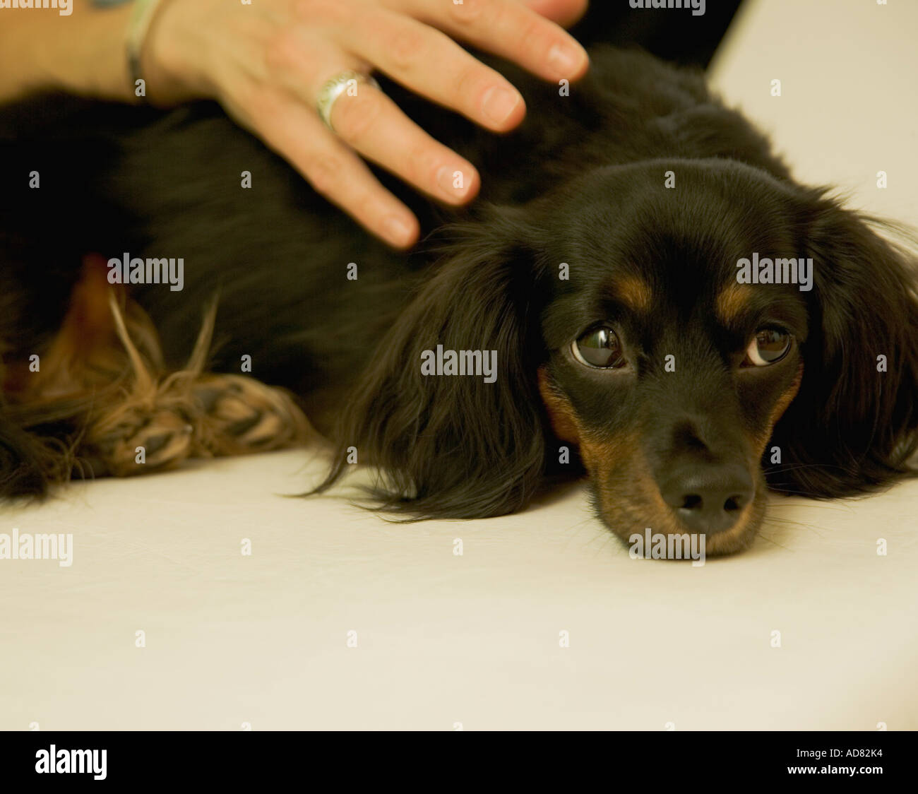 Much loved pet dog hi-res stock photography and images - Alamy