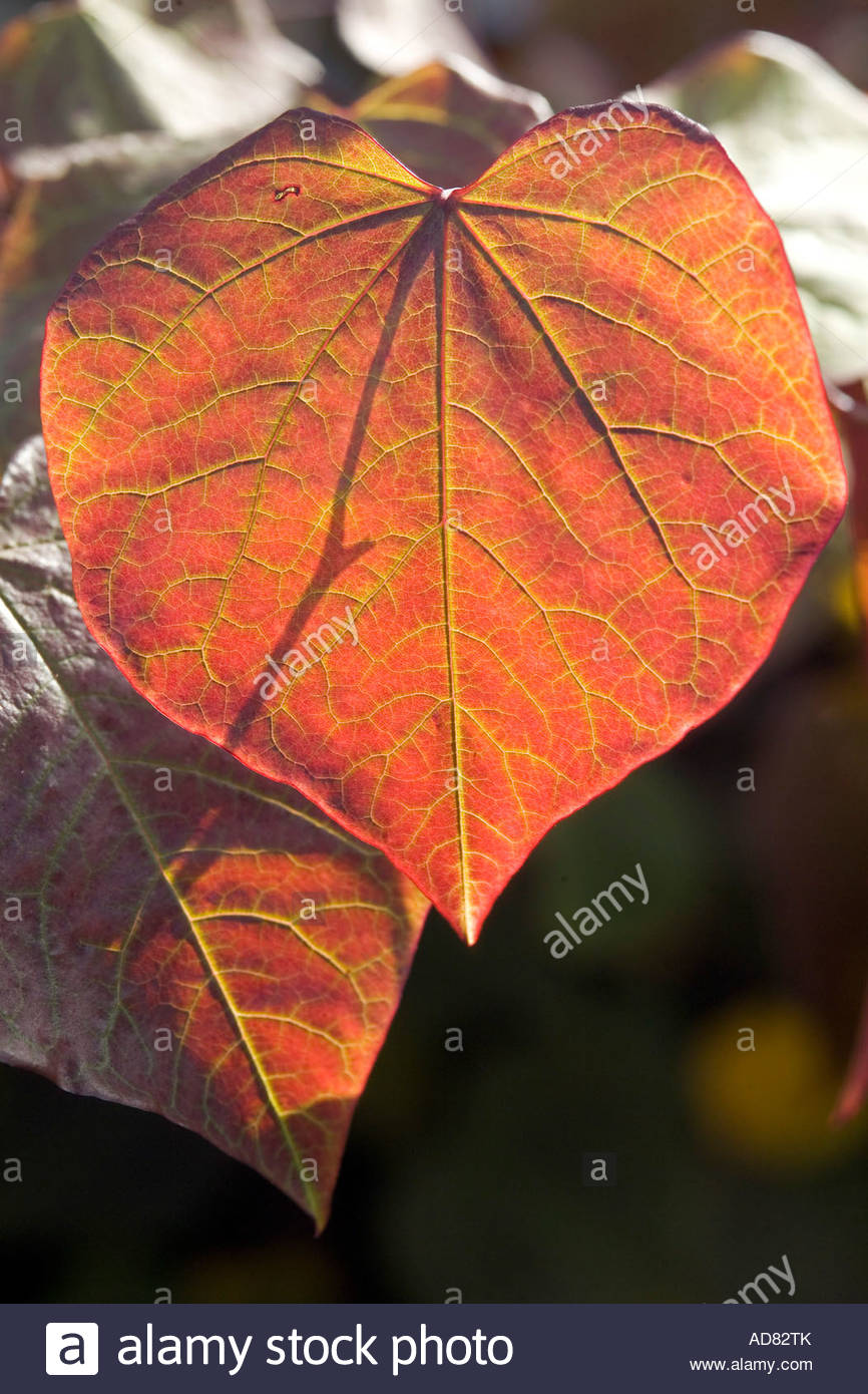 Cercis Canadensis Forest Pansy Stock Photos & Cercis Canadensis Forest ...