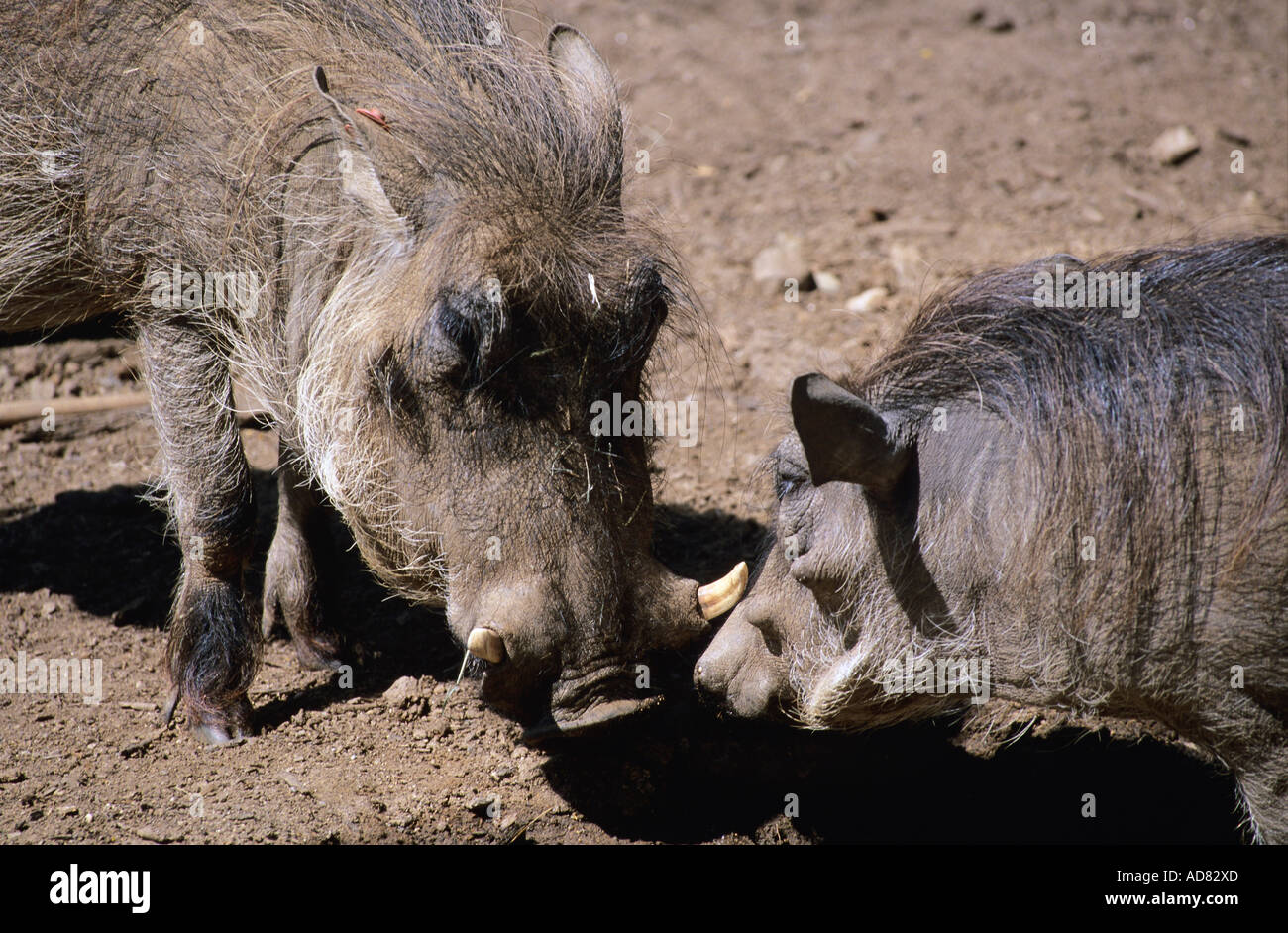 Boarwild hi-res stock photography and images - Alamy