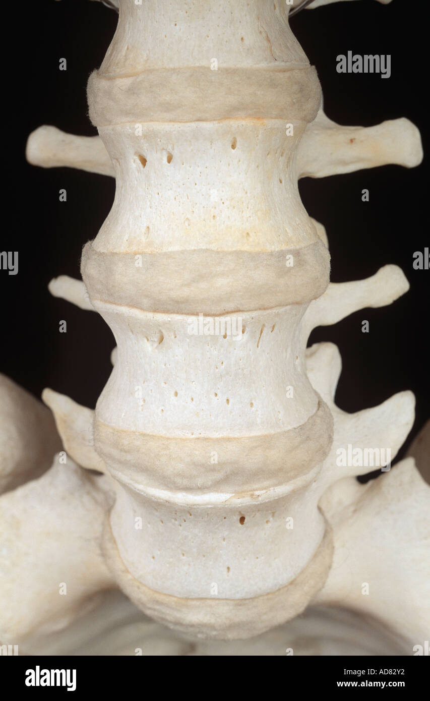 Human vertebrae hi-res stock photography and images - Alamy