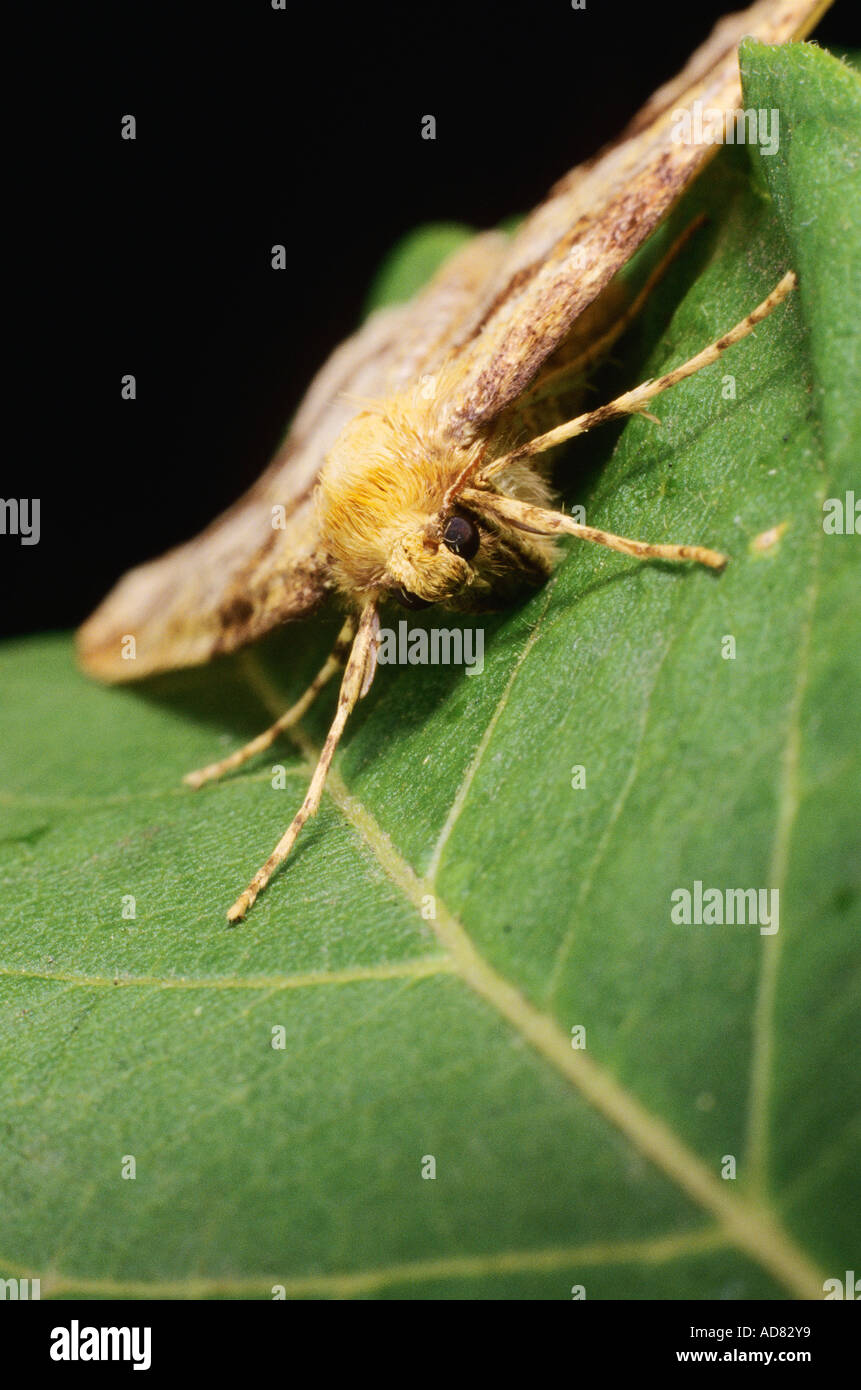 Mothsinsect hi-res stock photography and images - Alamy