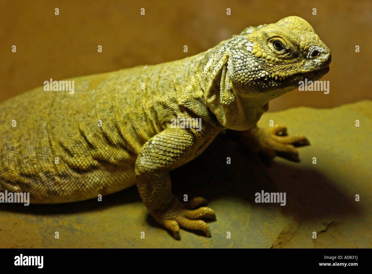 Tail spined hi-res stock photography and images - Alamy