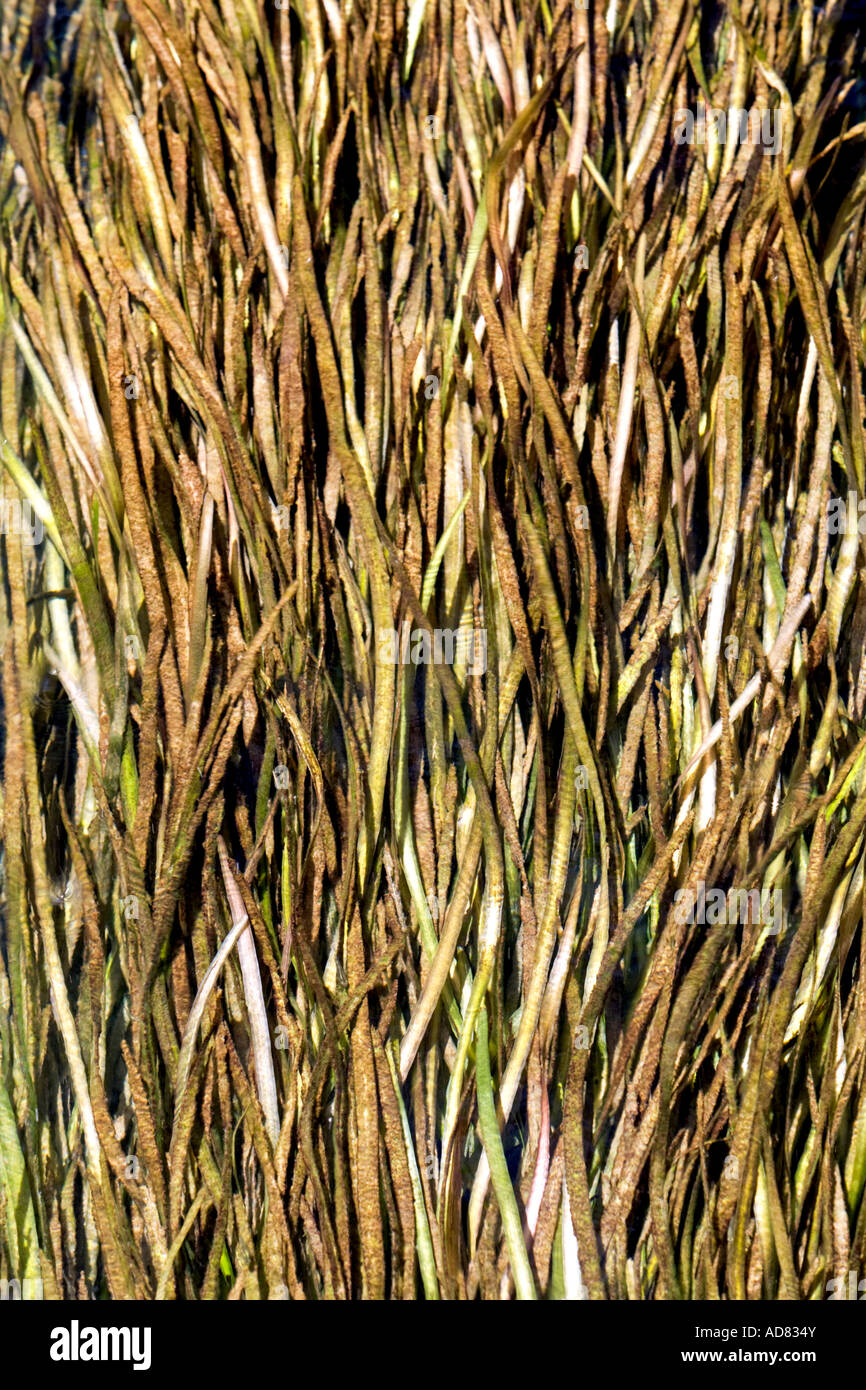 River weeds in current of a clear river spring water Stock Photo - Alamy