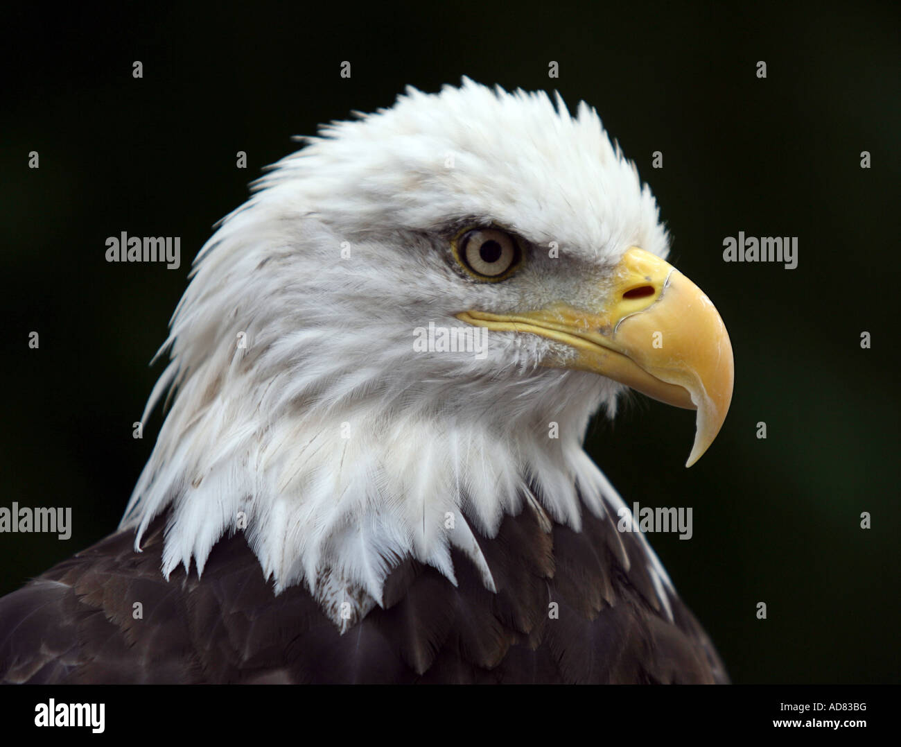 A mature bald eagle at the Stone Zoo Stock Photo - Alamy