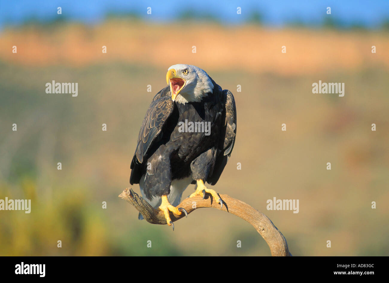 Bald eagle vocalizing hi-res stock photography and images - Alamy