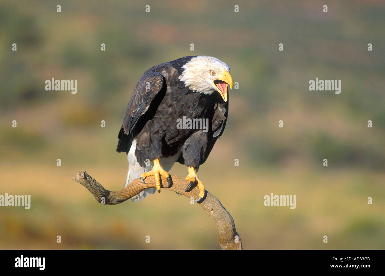 Bald eagle vocalizing hi-res stock photography and images - Alamy