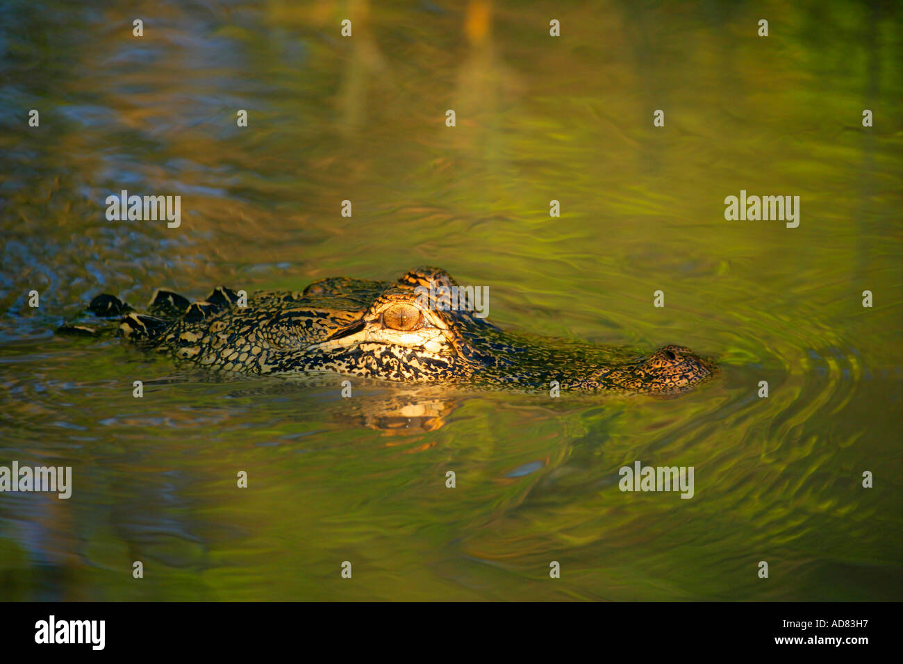 Alligator peeking above water Stock Photo - Alamy