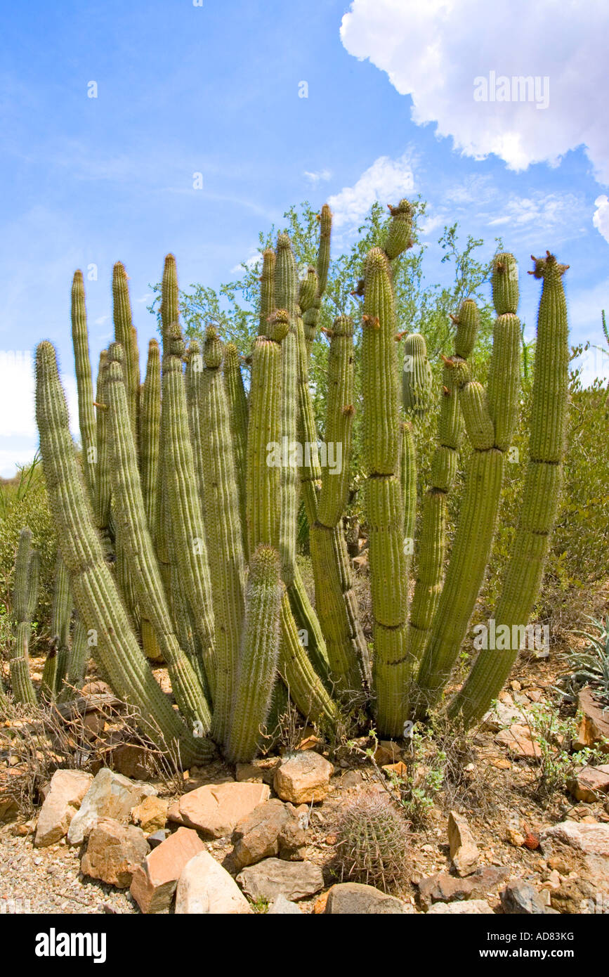 Organ Pipe Cactus Stenocereus thurberi Tucson Arizona United States 29 ...