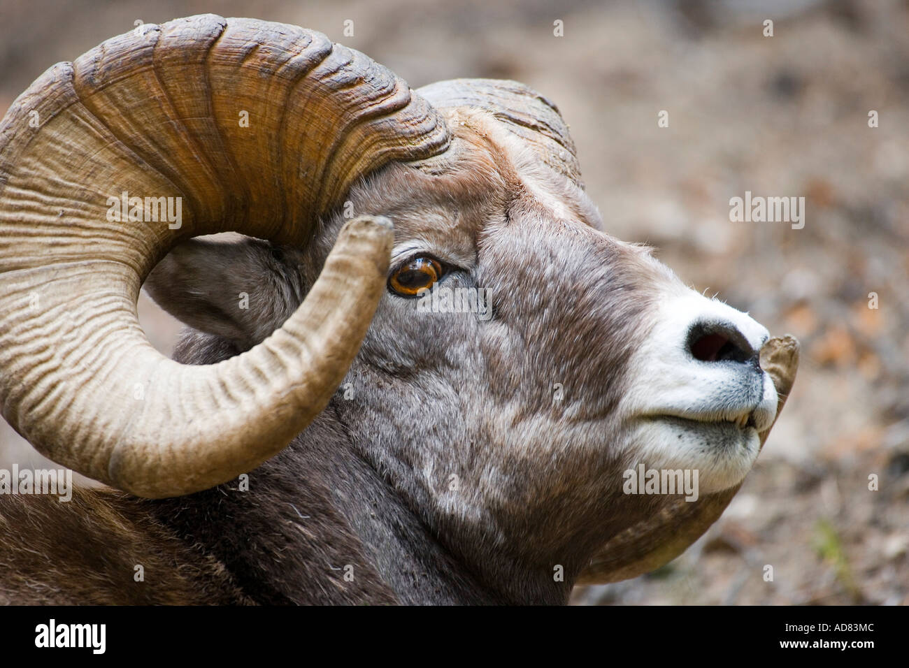 Big horn sheep Stock Photo - Alamy