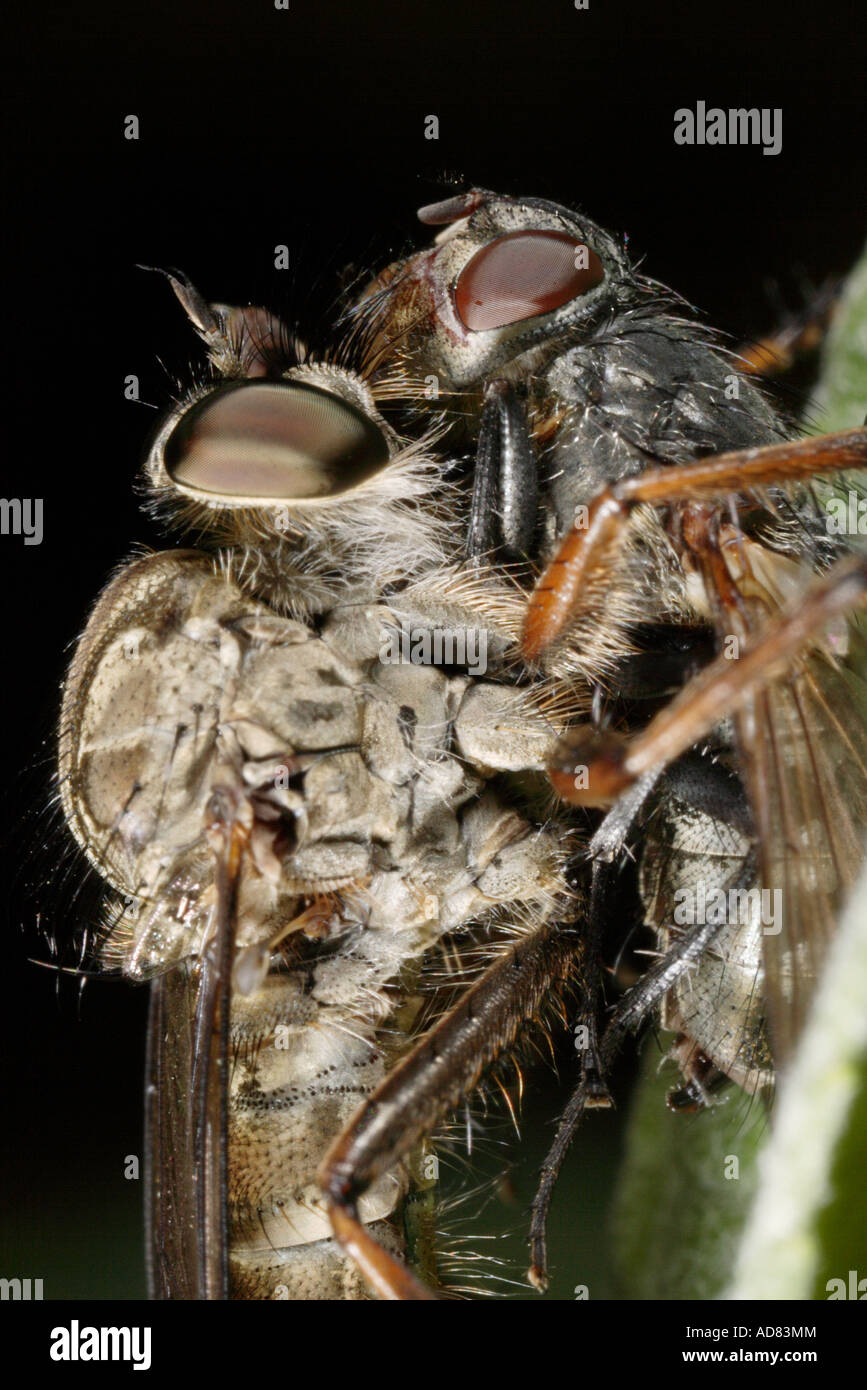 extreme macro of a robber fly feeding on its prey of a flesh fly Stock ...