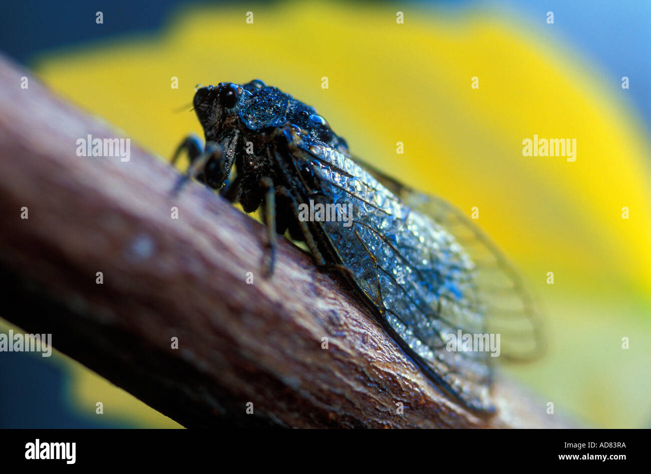 Singing insects hi-res stock photography and images - Alamy
