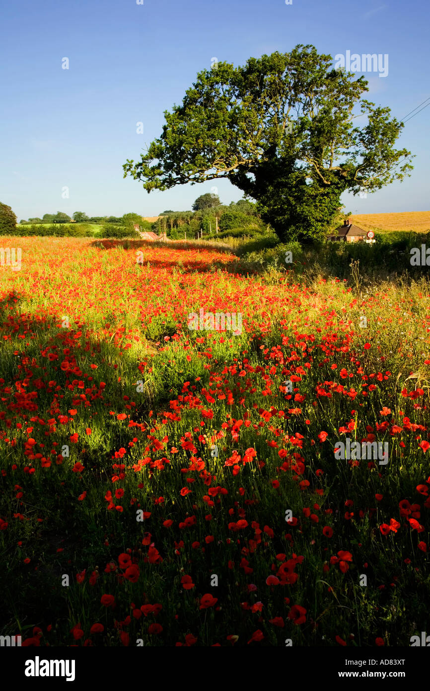 A norfolk poppyfield at early morning Stock Photo - Alamy