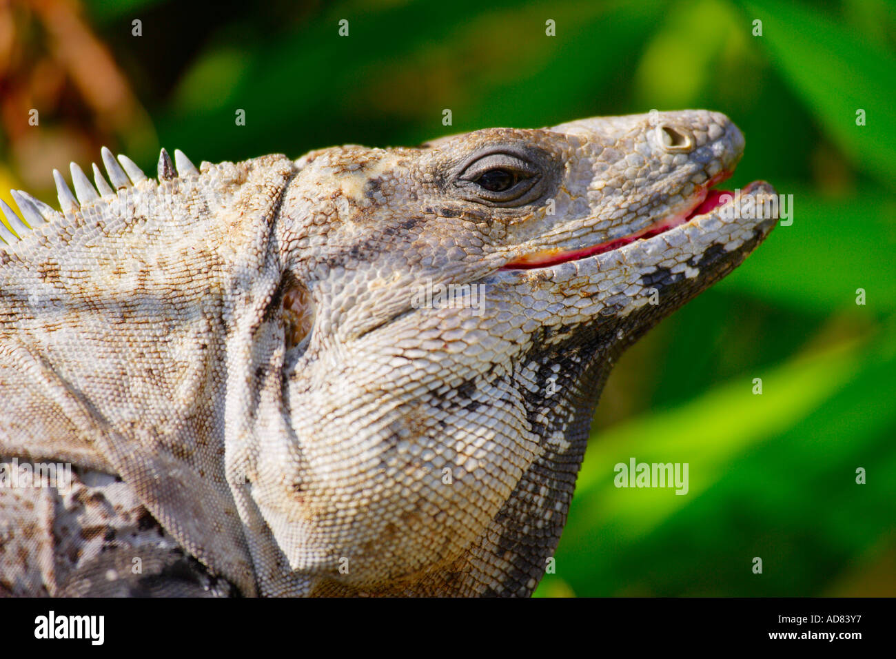 Lizards profile hi-res stock photography and images - Alamy