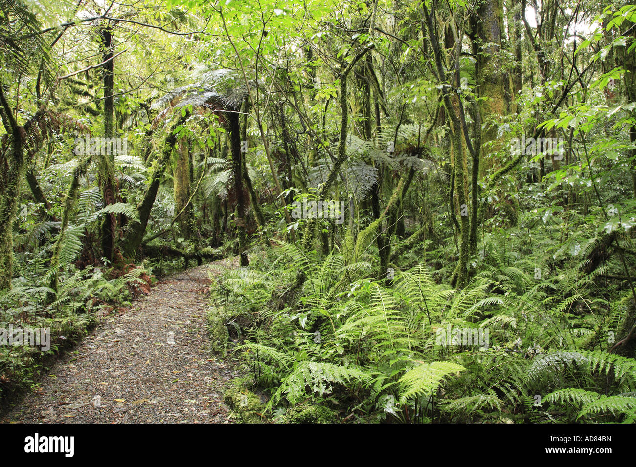 Trail inside Pureora Forest Park, Central North Island, New Zealand ...