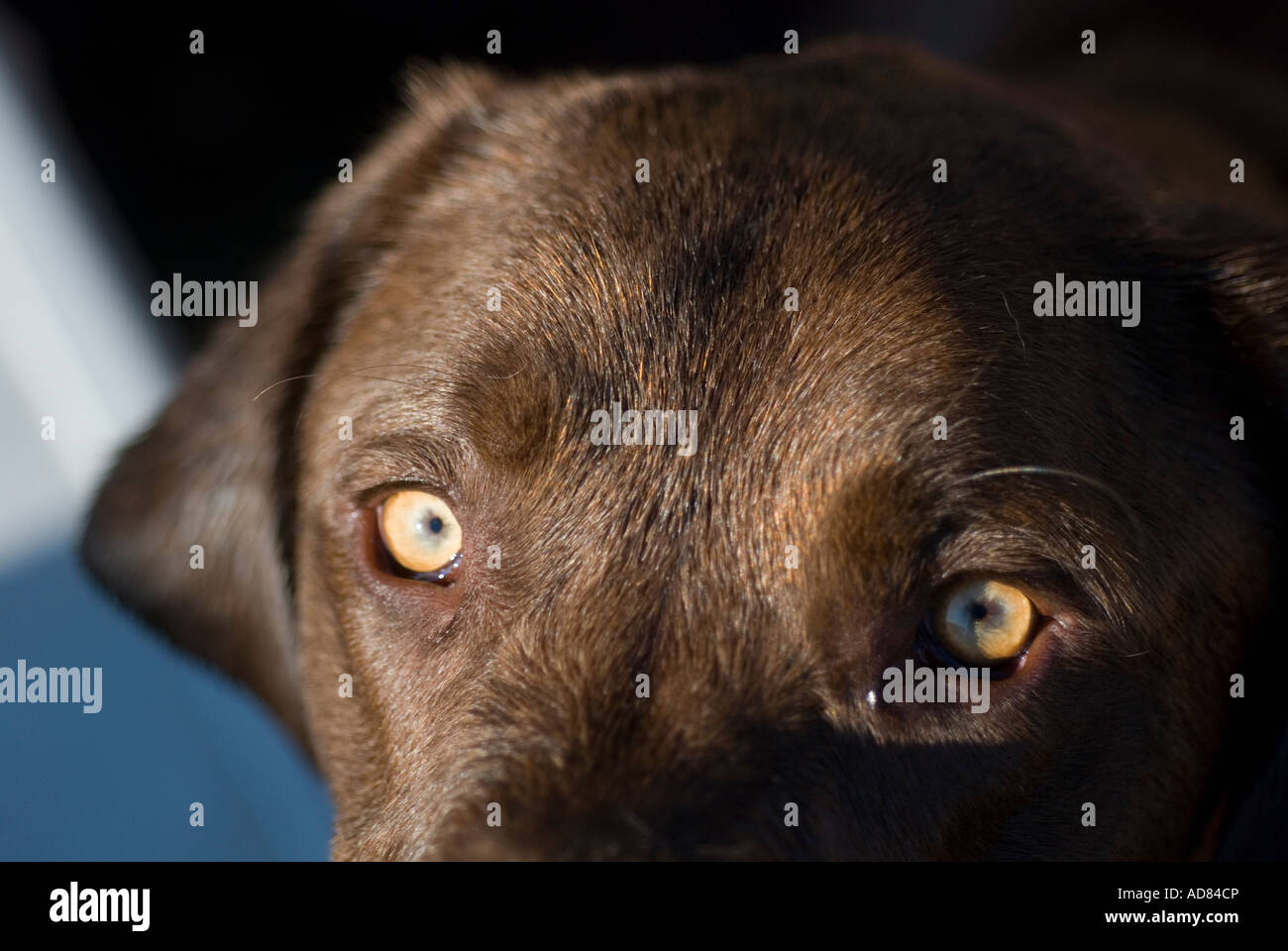 Labrador with amber eyes hi-res stock photography and images - Alamy