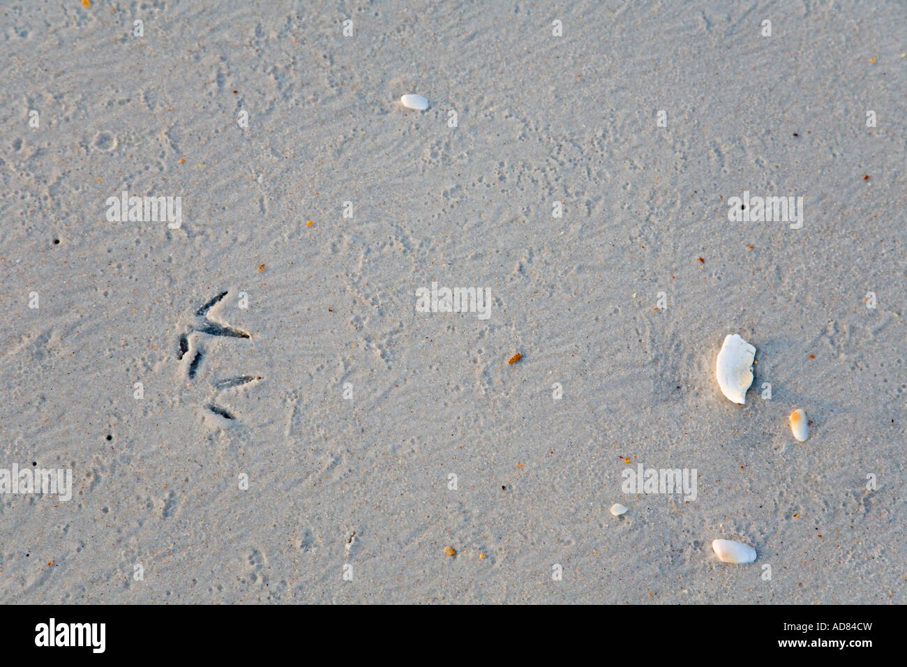 Bits of shells hi-res stock photography and images - Alamy