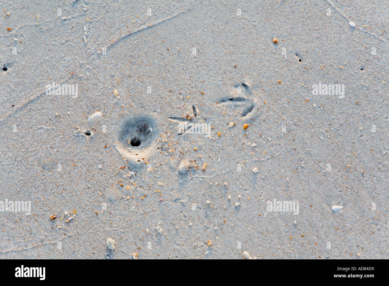 Bird footprints and beak holes from birds digging in sand for food ...