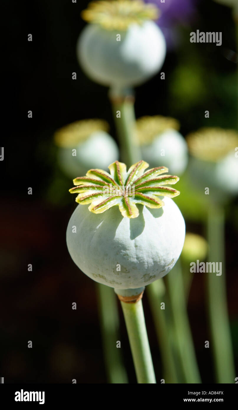 Poppy Seedhead Poppyhead Stock Photo - Alamy