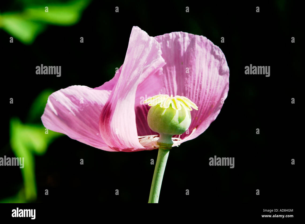 Poppyhead hi-res stock photography and images - Alamy