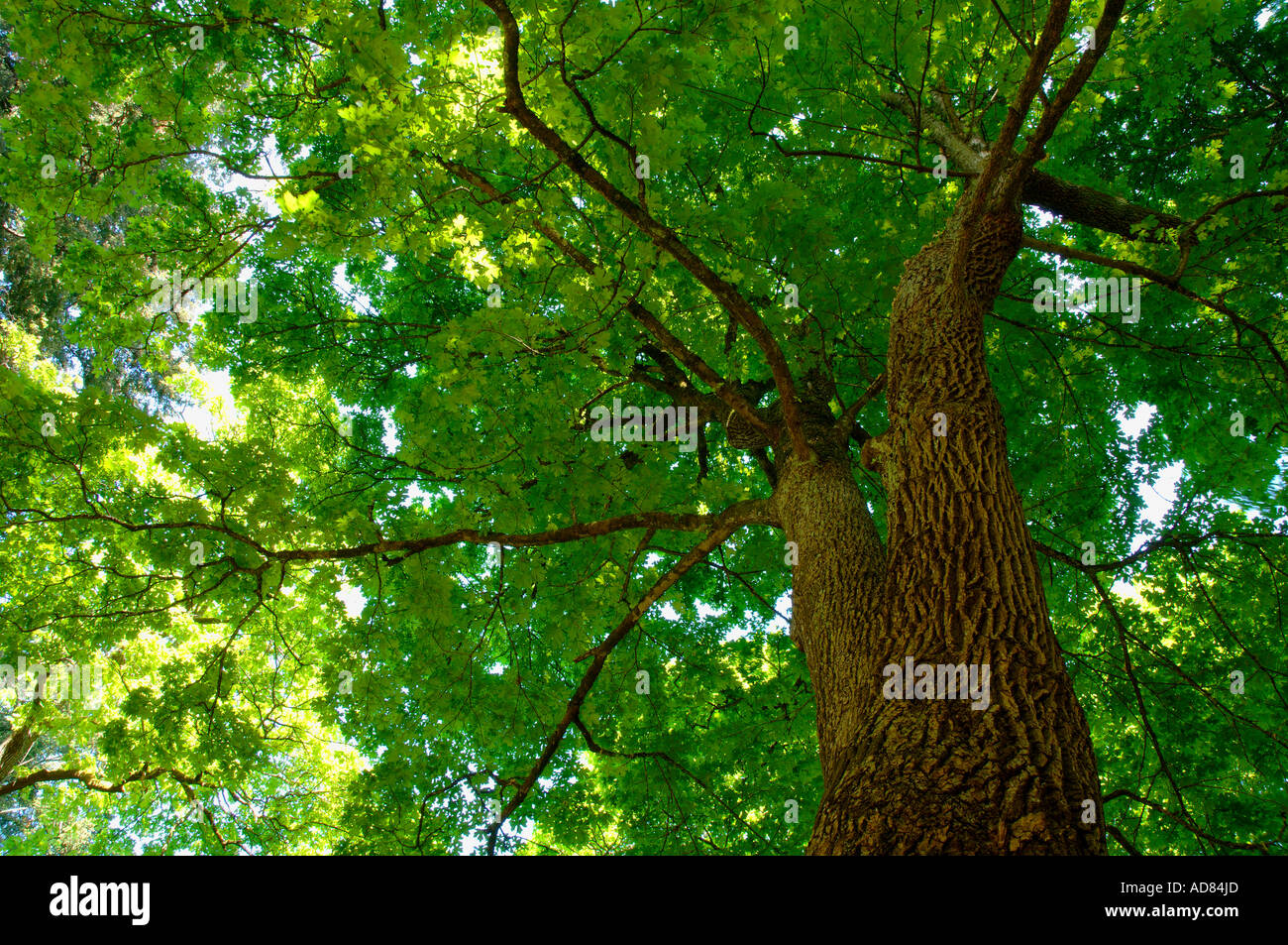 Massive treetops hi-res stock photography and images - Alamy