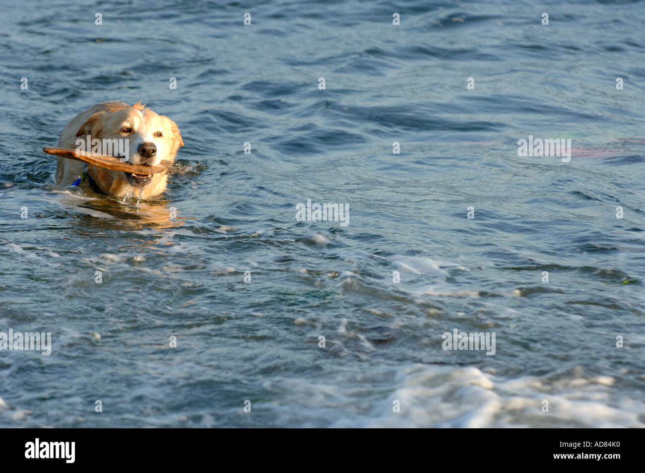 Dog retrieving stick Stock Photo - Alamy