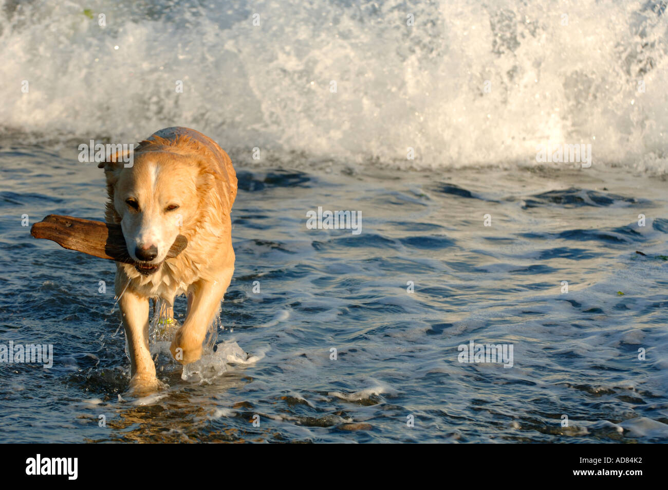 Dog retrieving a stick Stock Photo - Alamy