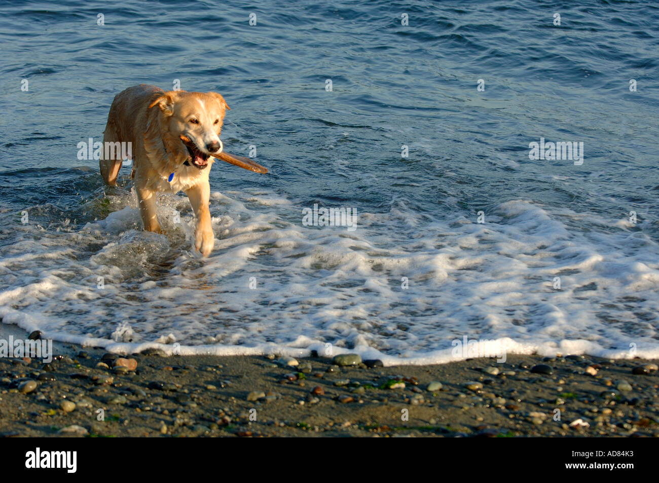 Dog and a stick hi-res stock photography and images - Alamy