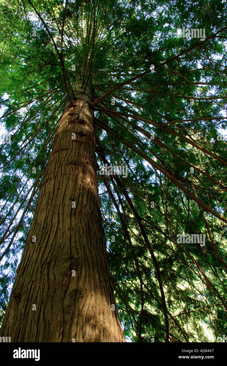 Underneath a tree Stock Photo - Alamy