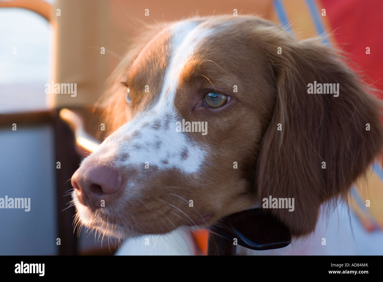 Brittany staring longingly out to sea while relaxing on a boating chair ...