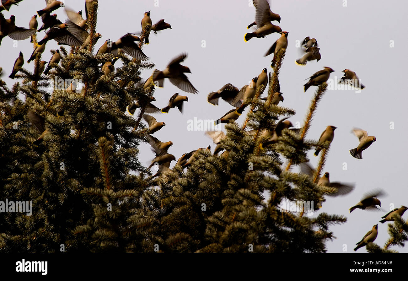 Group birds on tops hi-res stock photography and images - Alamy