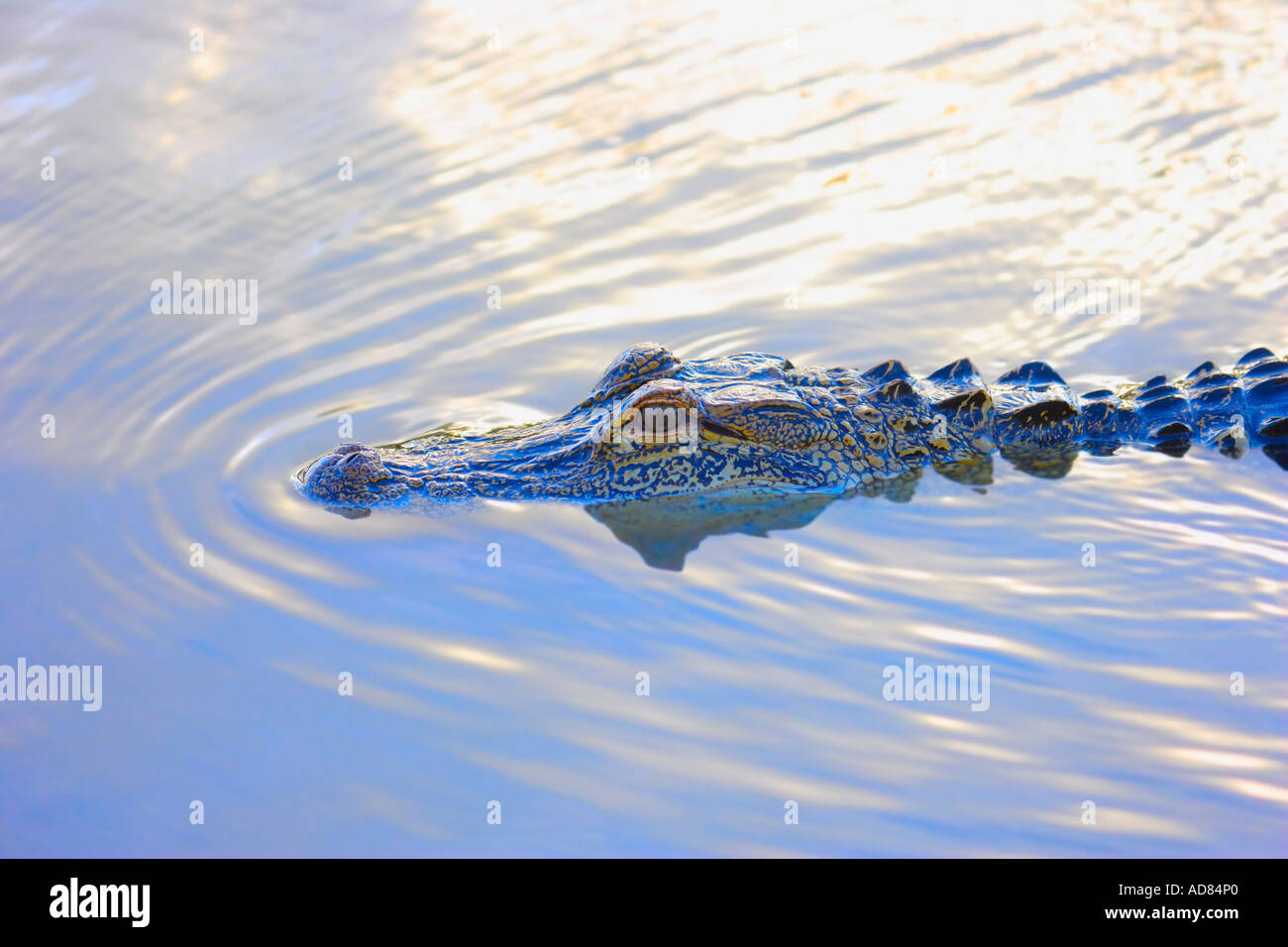 Alligator peeking above water Stock Photo - Alamy