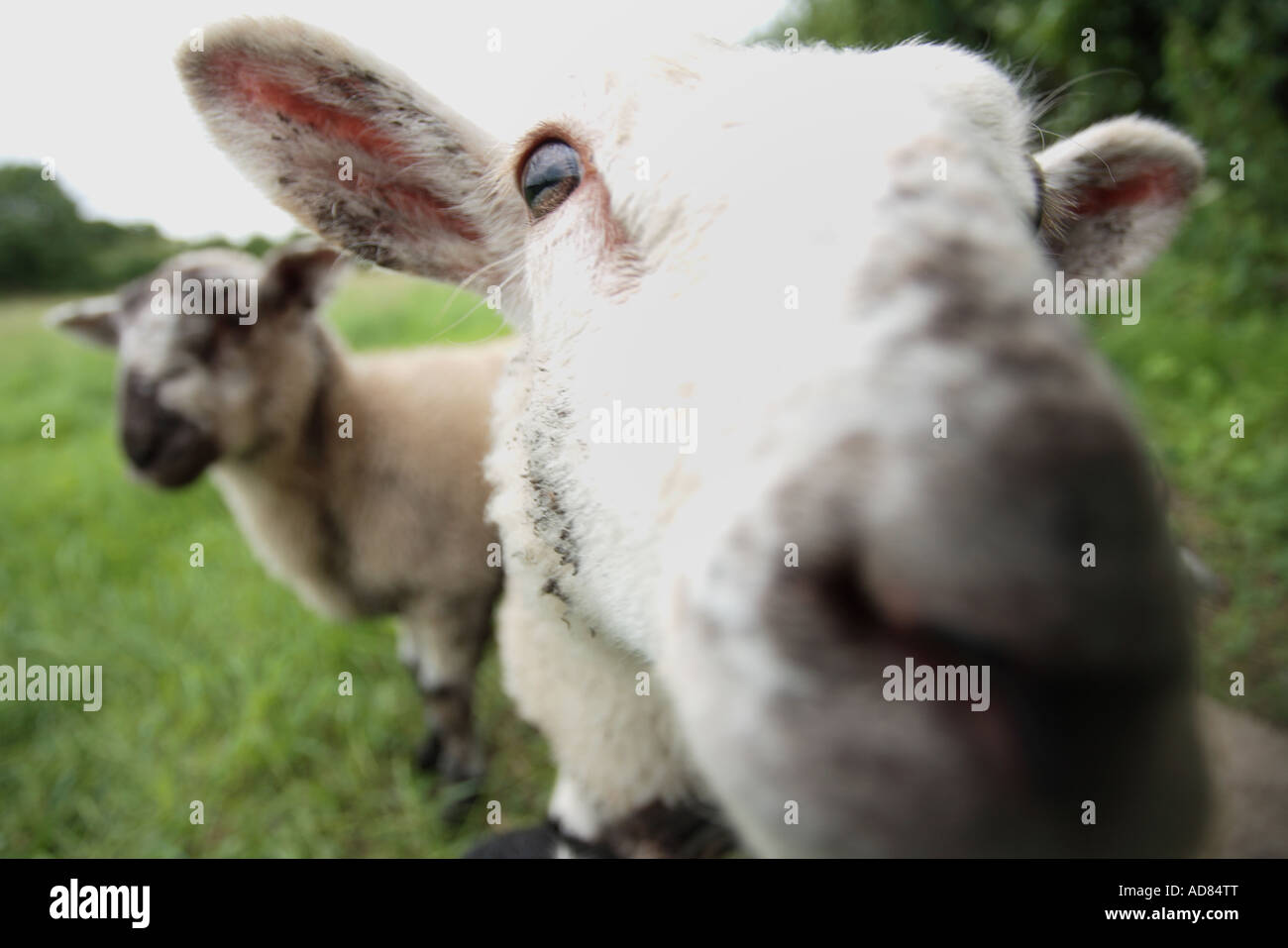 close up of two sheep in field looking into camera Stock Photo - Alamy