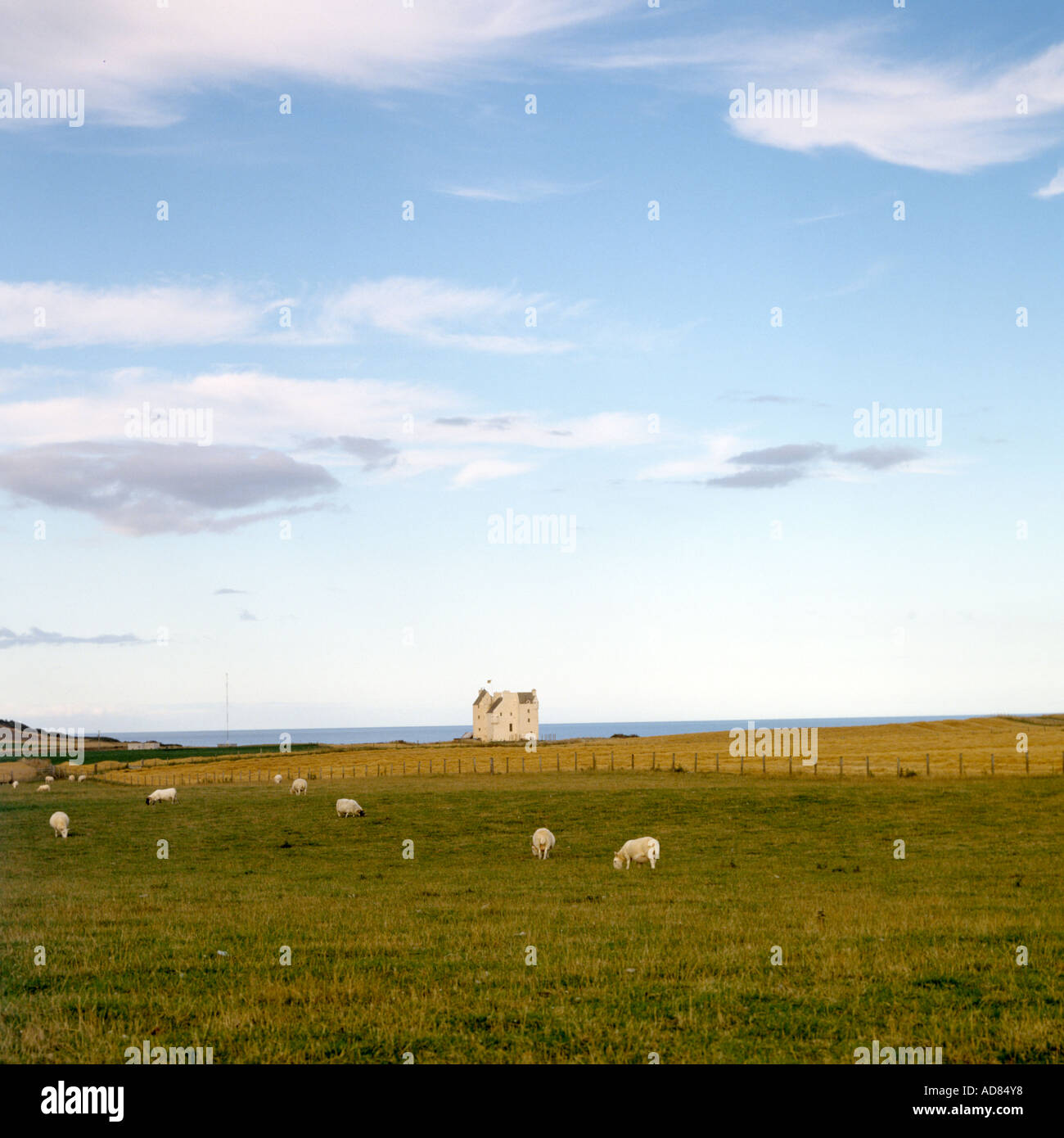 Field of sheep hi-res stock photography and images - Alamy