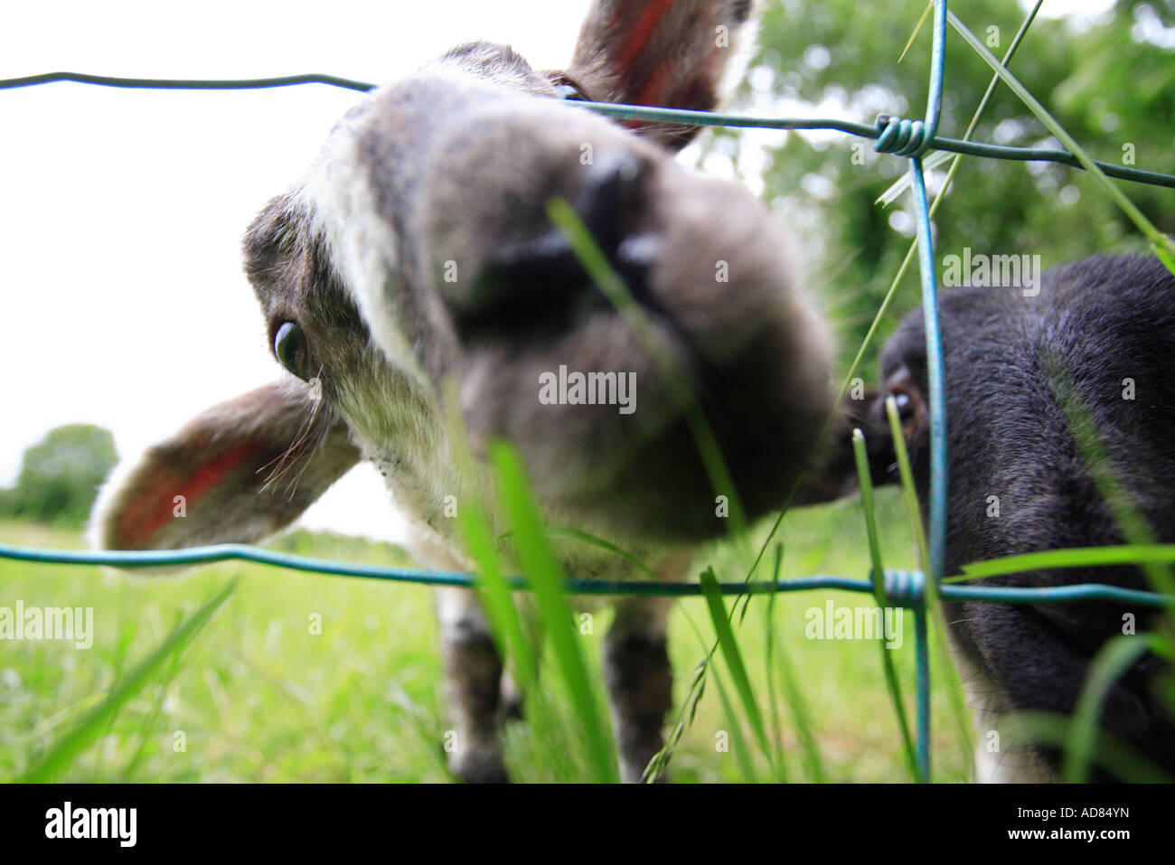 close up of sheep looking into camera lens Stock Photo - Alamy