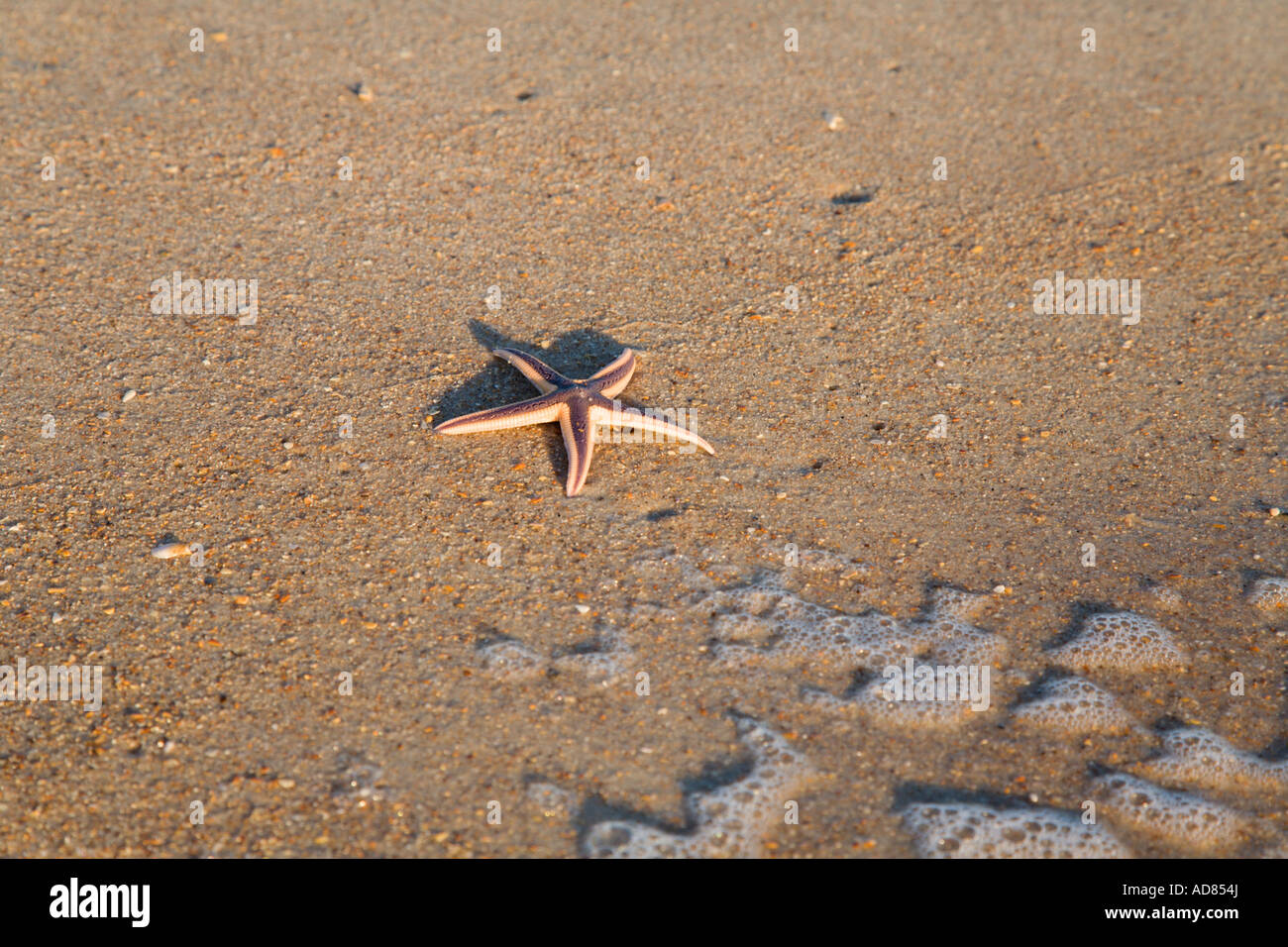 Starfish washed up with the tide on North Beach near St. Augustine ...