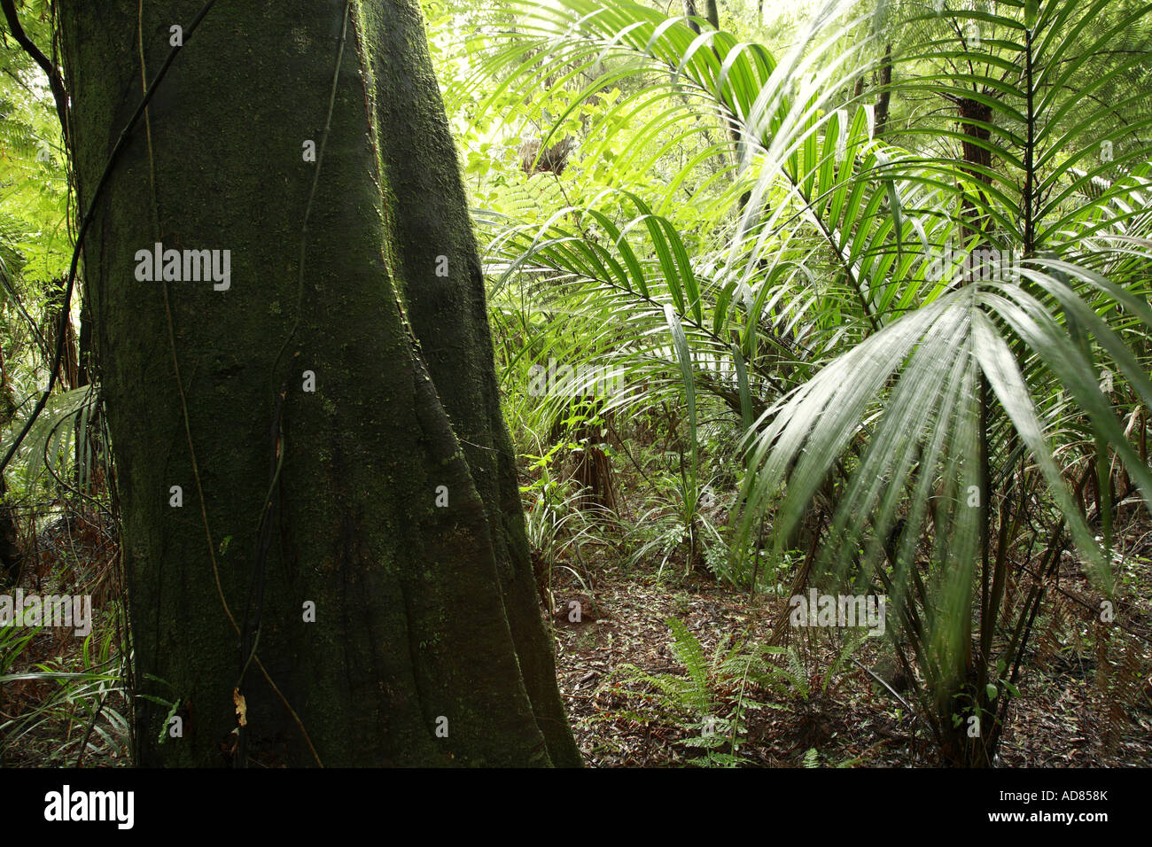 Large tree trunk and tropical jungle Stock Photo - Alamy
