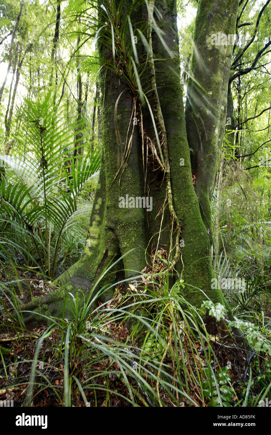 Tree in jungle Stock Photo - Alamy