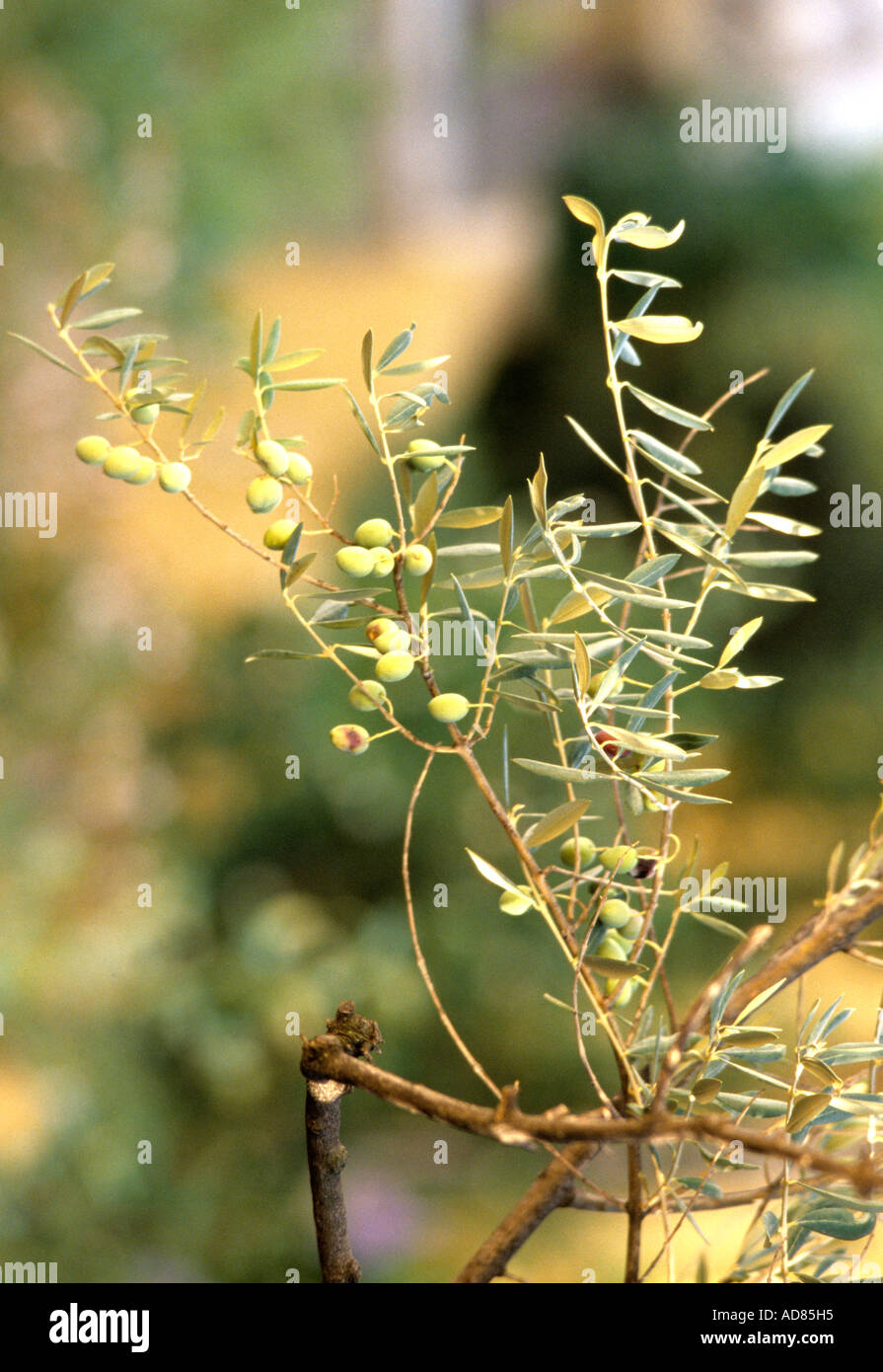 Olive branch peace hi-res stock photography and images - Alamy