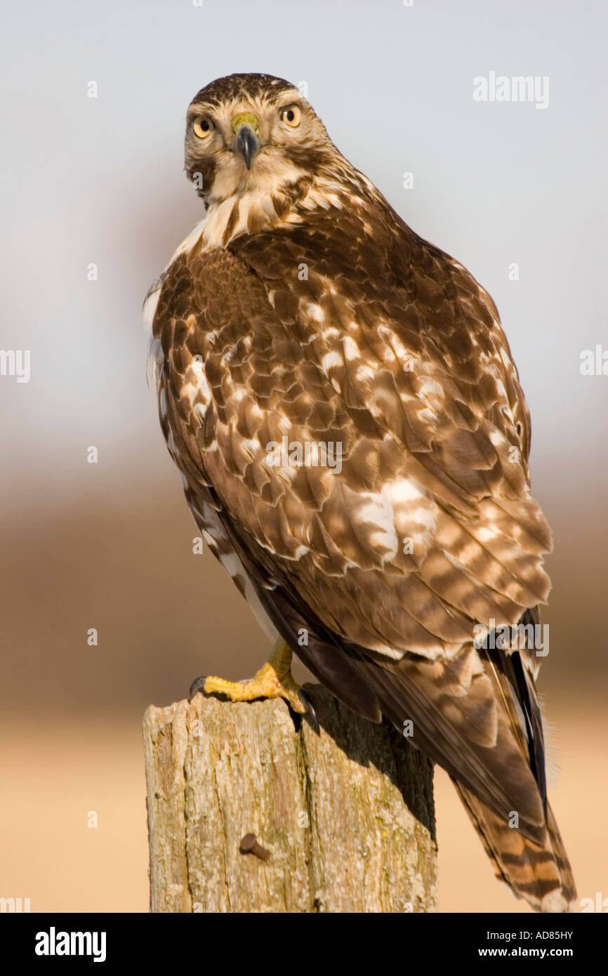 Cooper s hawk hi-res stock photography and images - Alamy