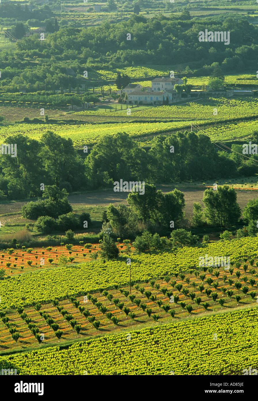 Provençal fields in the south of France Stock Photo - Alamy